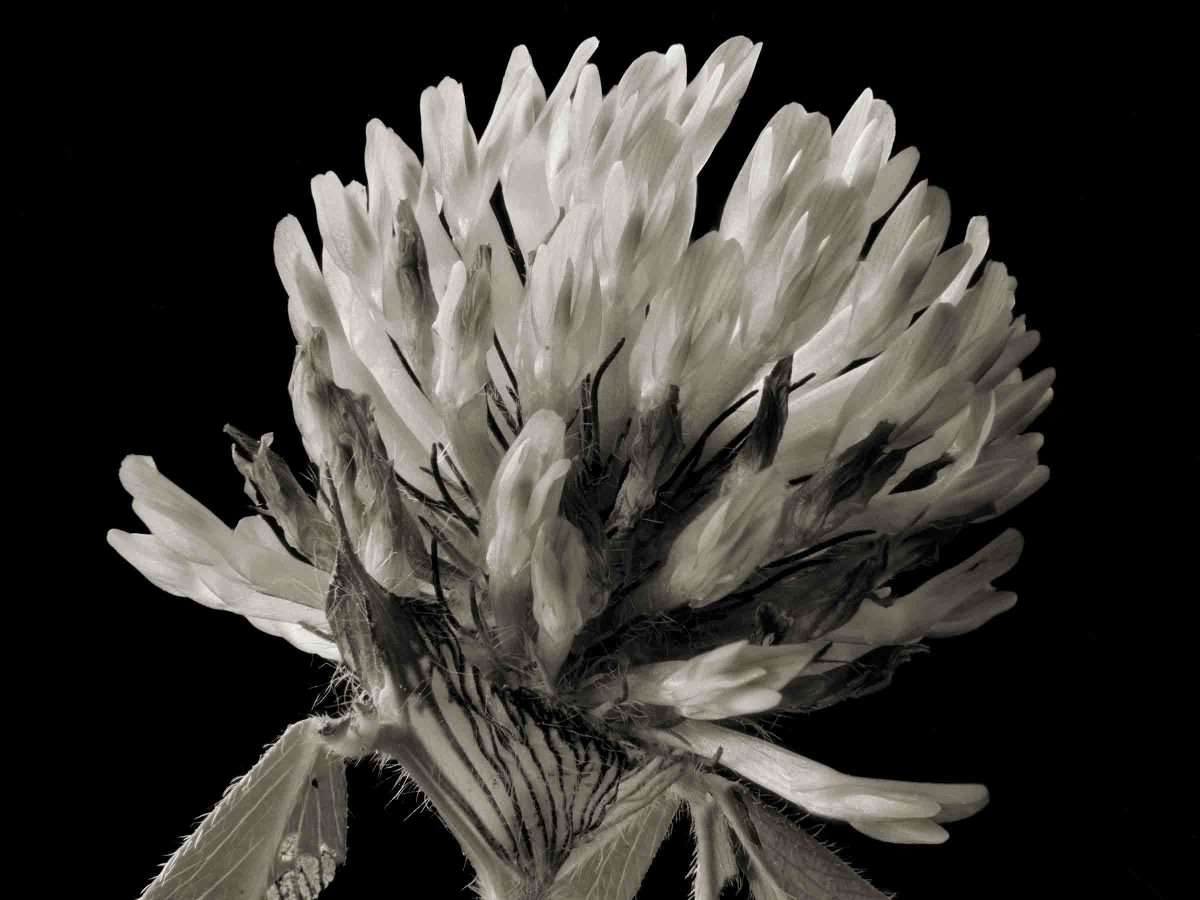 22-01-Love's-Light-(Trifolium-sp.)-2021Master - Tillman Crane Photography