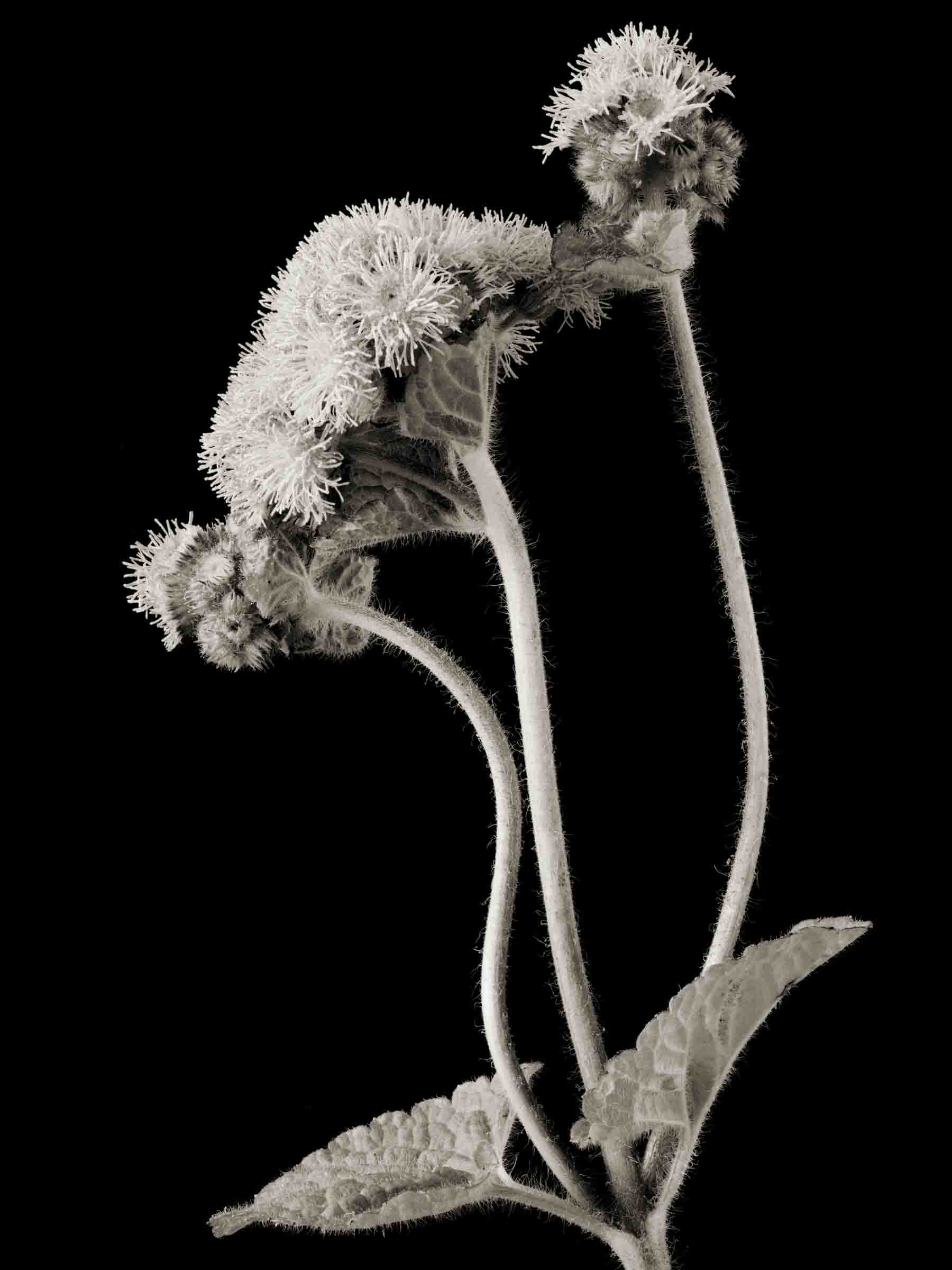 22-06-Well-Behaved-(Ageratum-sp.)-2021 - Tillman Crane Photography