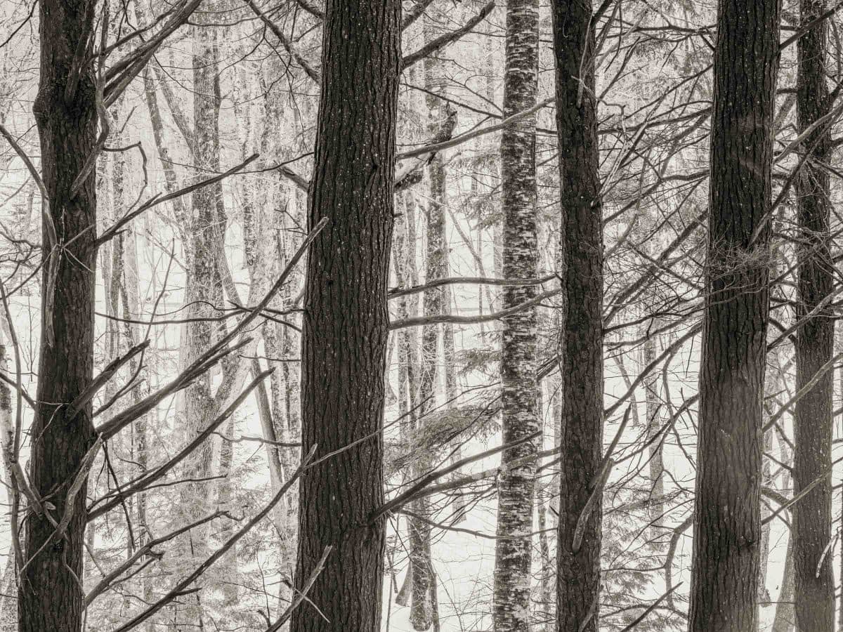 24-09-Winter-Forrest-Liberty-ME-2023 - Tillman Crane Photography