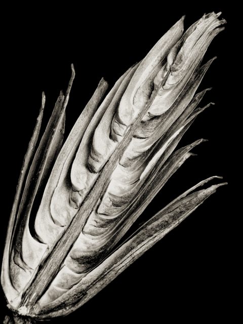 2025-15-Sleeping-Giants-Tulip-Poplar-Bud - Tillman Crane Photography